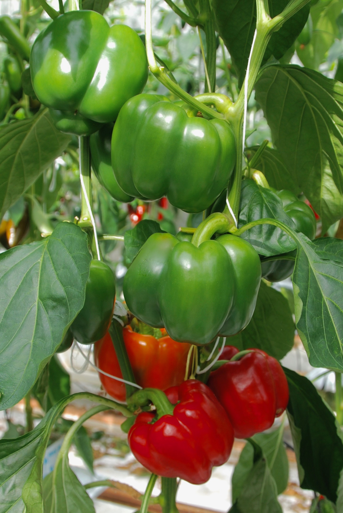 Dutch Genetics Pepper Seeds - Blocky Red