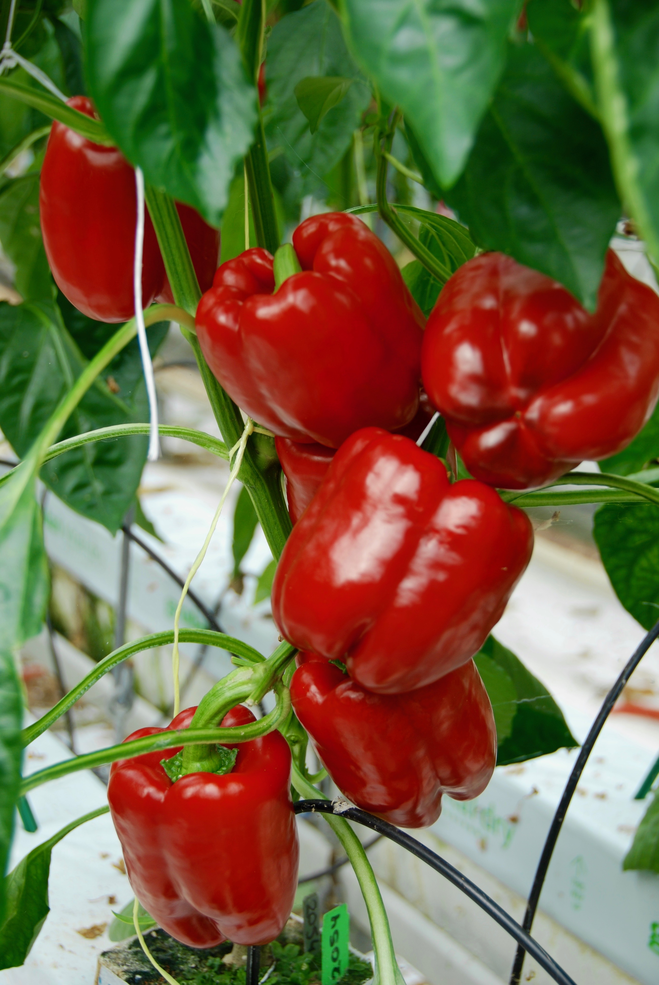 Dutch Genetics Pepper Seeds - Blocky Red