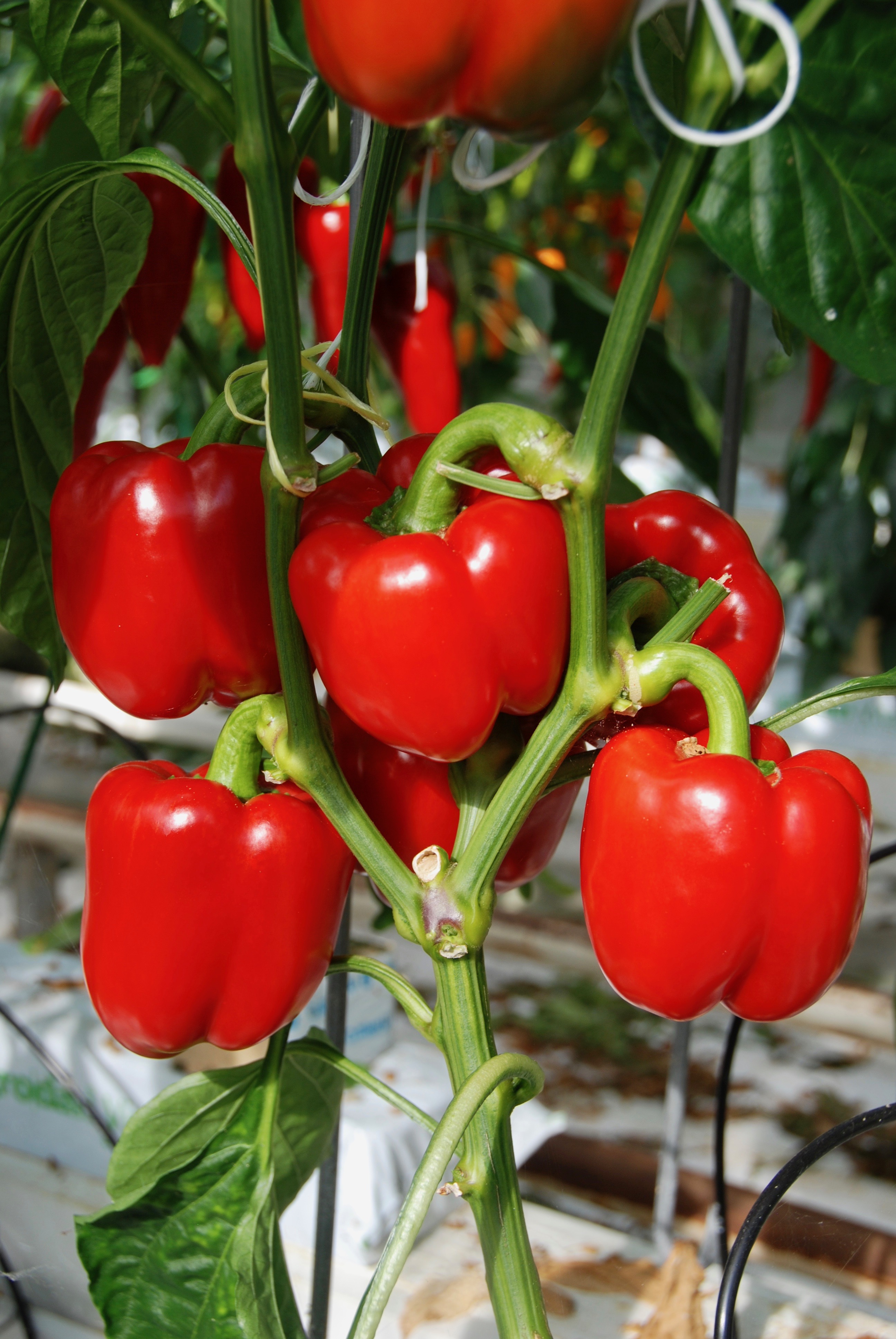 Dutch Genetics Pepper Seeds - Blocky Red