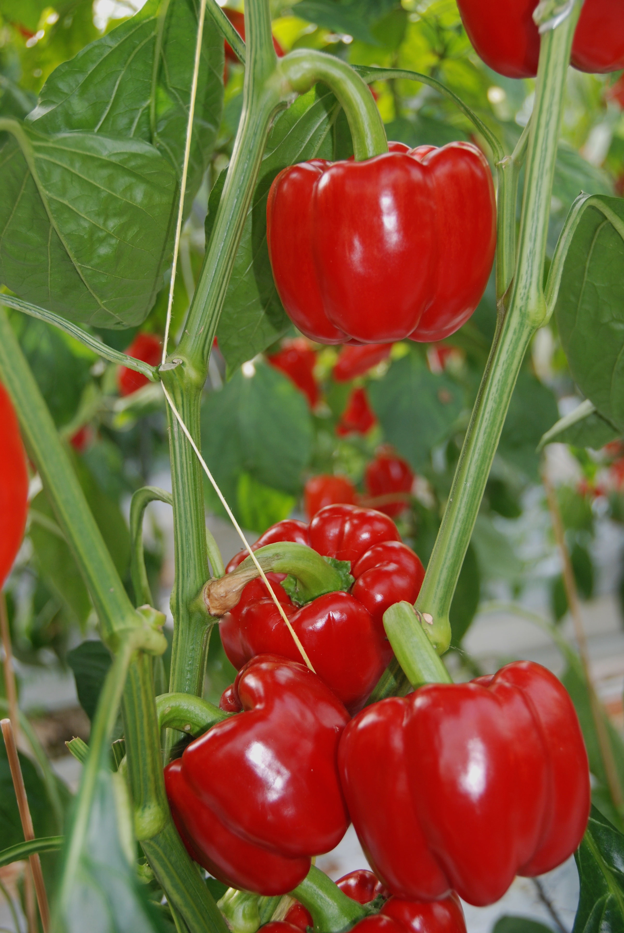 Dutch Genetics Pepper Seeds - TP1026