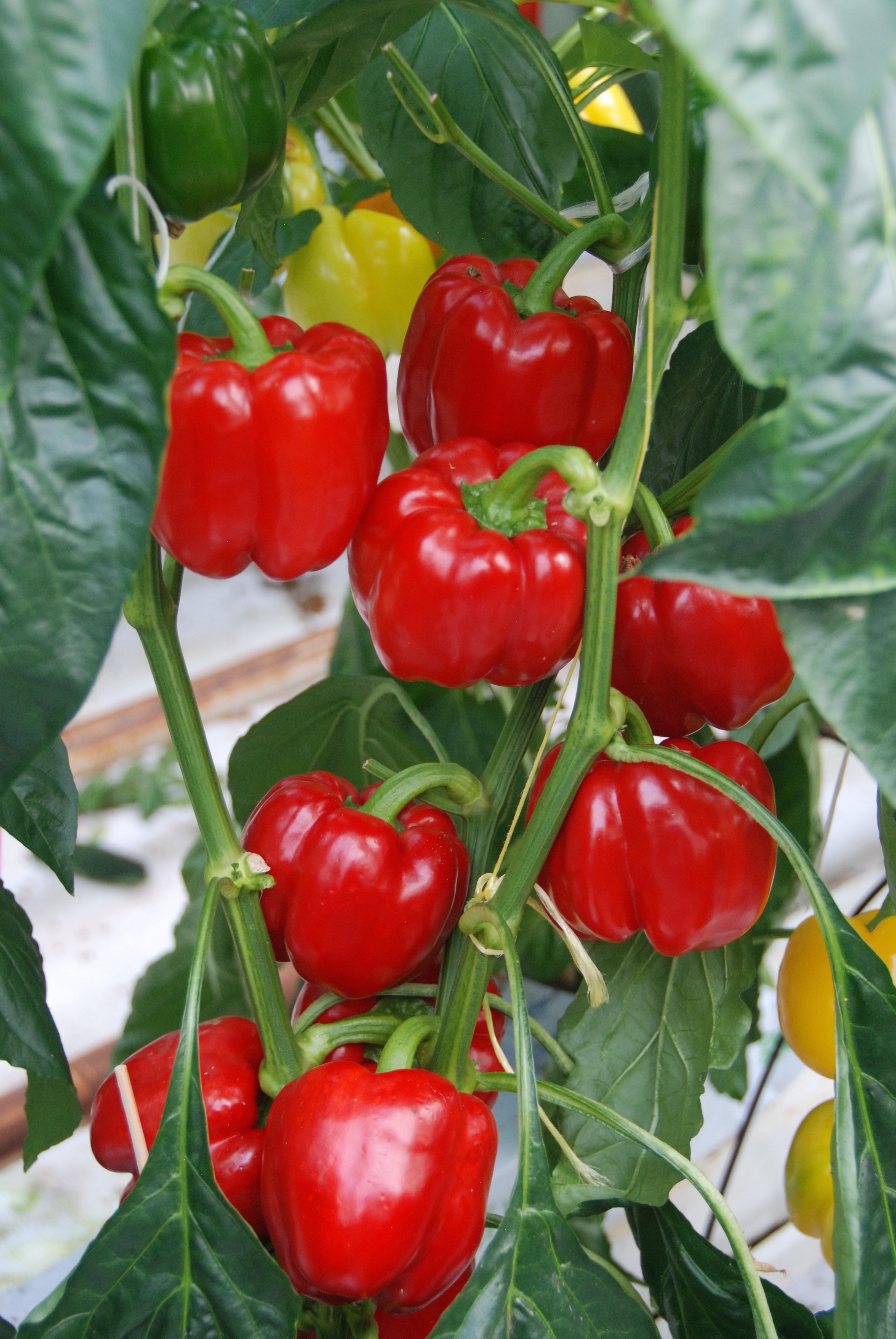 Dutch Genetics Pepper Seeds - Home